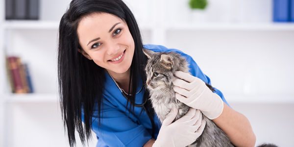 Veterinary Support Assistant Course | Distance Learning Centre
